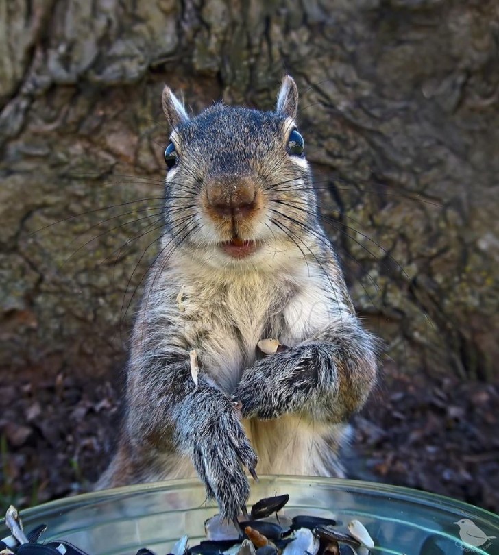 Balloon Juice - Ostdrossel: Birds On A Feeder