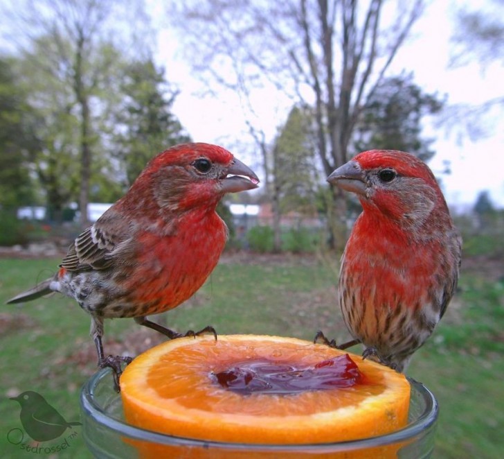 Balloon Juice - Ostdrossel: Birds On A Feeder